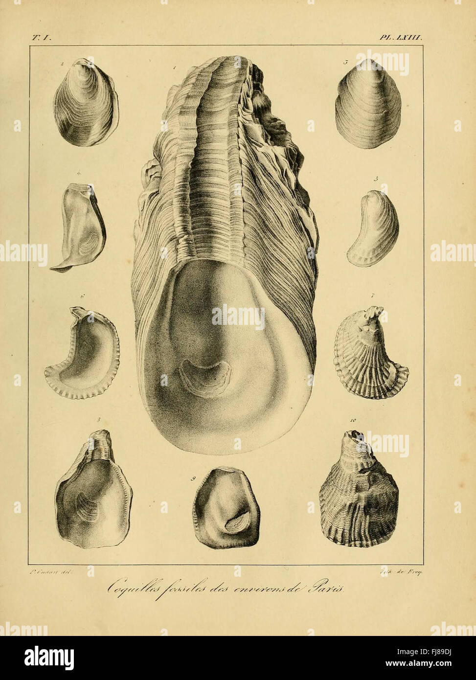A paleontological description of fossil shells from the Paris Basin ...