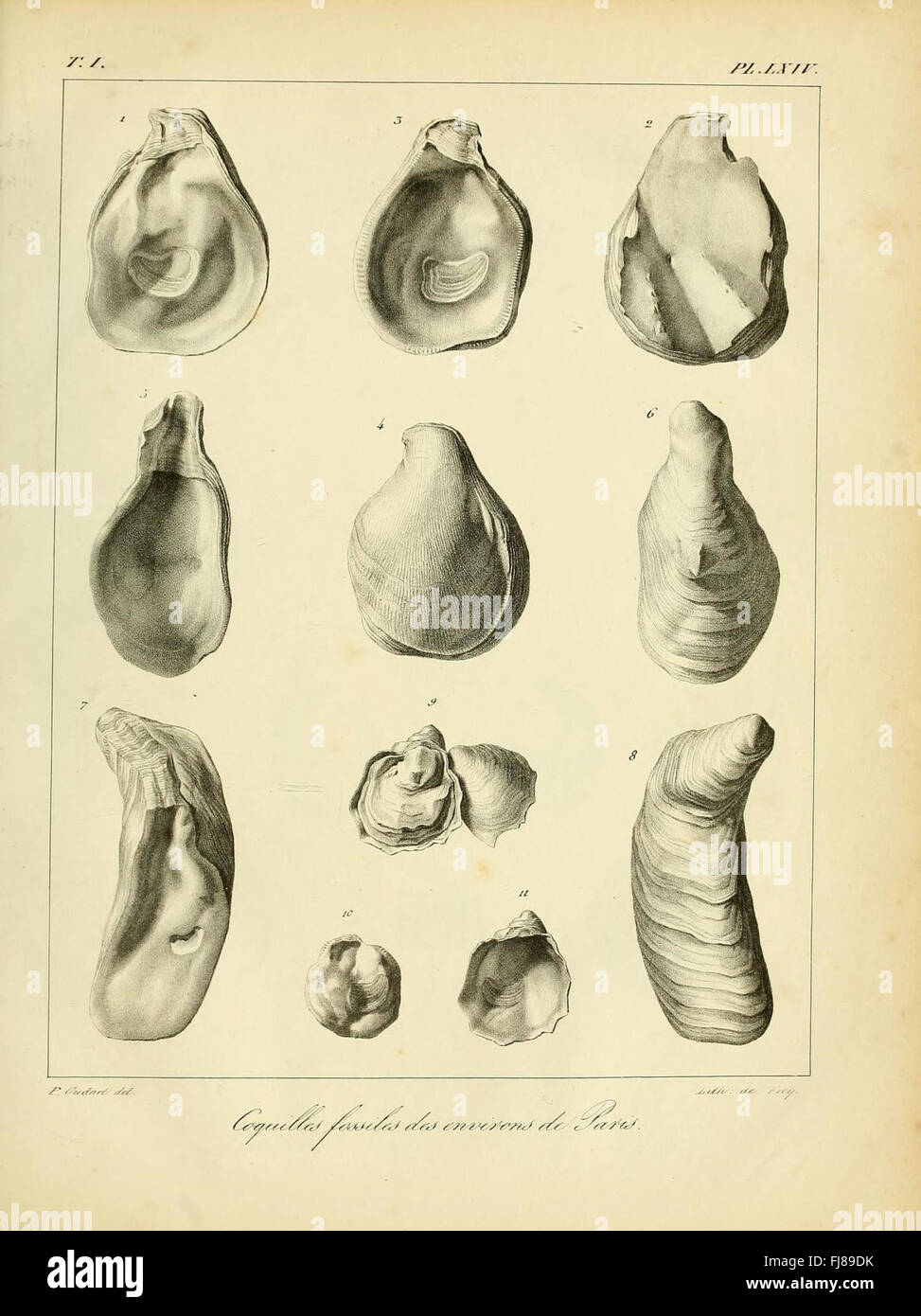 Description des coquilles fossiles des environs de Paris, Bivalves ...