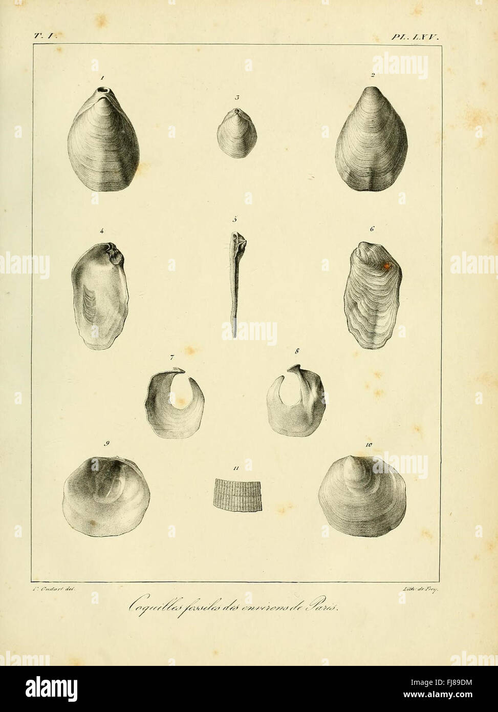 A description of fossil shells from the Paris Basin, featuring bivalves ...