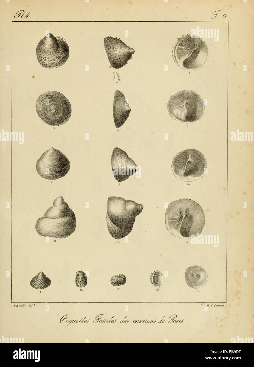 An extensive description of fossil shells from the Paris Basin ...