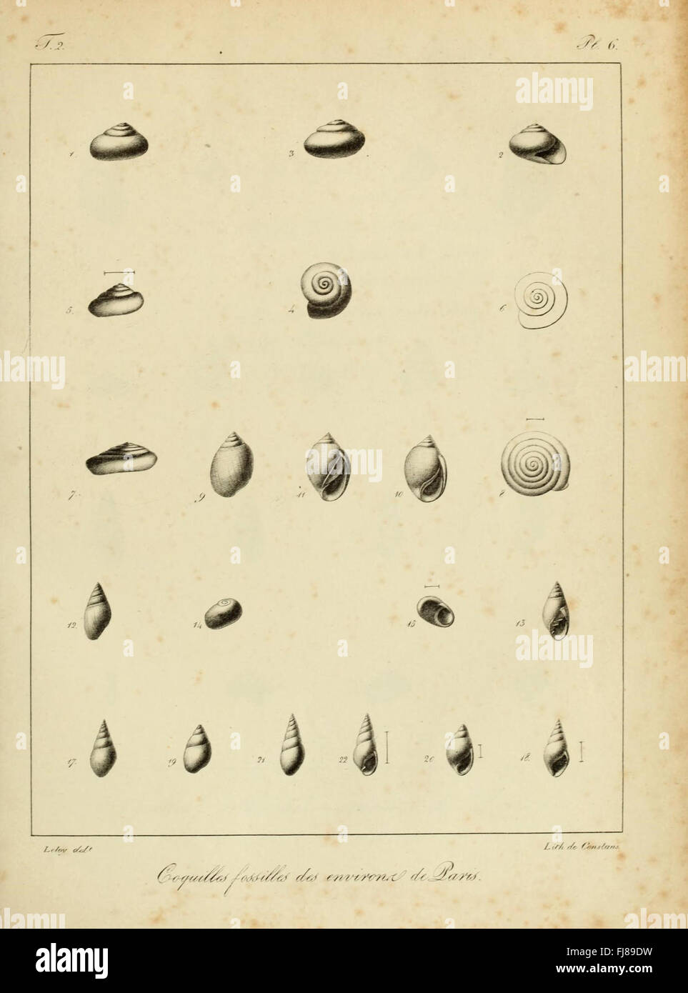 This research focuses on fossil shells from the Paris Basin, including ...