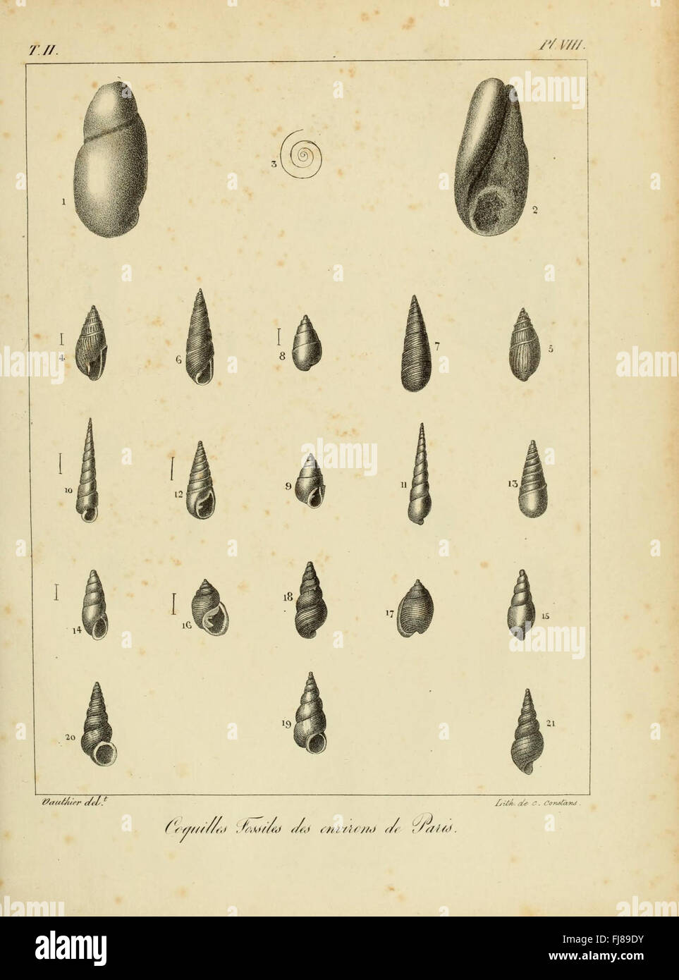 Shell descriptions hi-res stock photography and images - Alamy