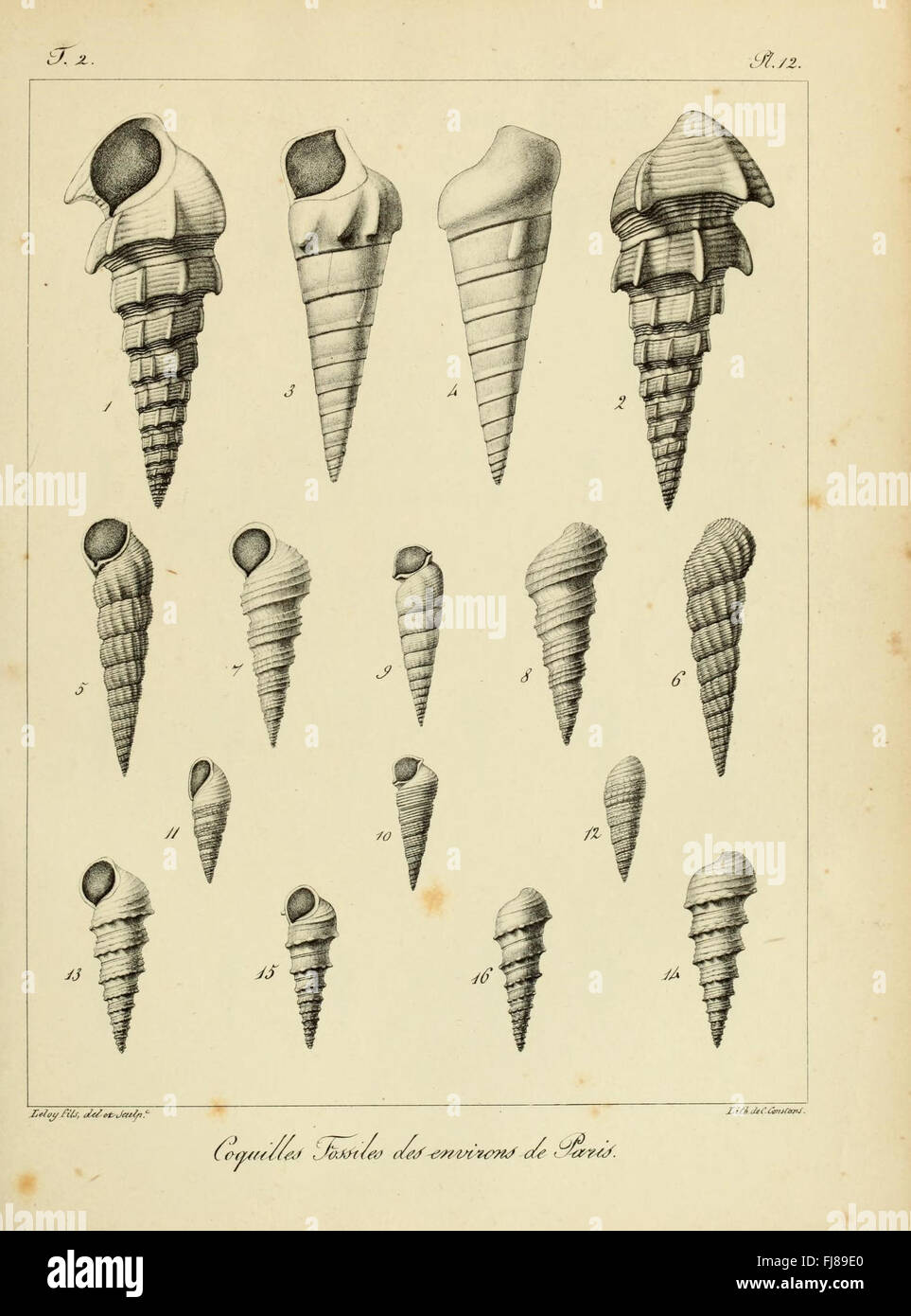 A description of fossilized shells from the Paris Basin, featuring ...
