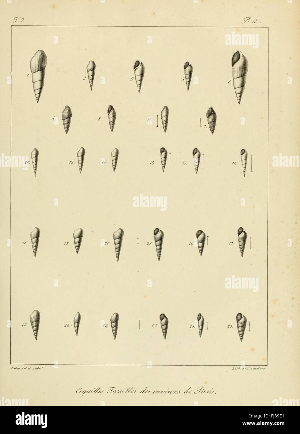 Bivalve identification hi-res stock photography and images - Alamy