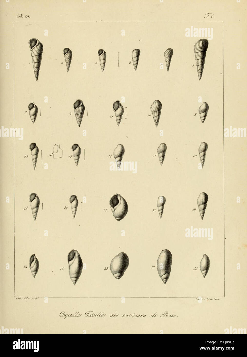 Fossil Shells of Paris Basin: A Study of Bivalves Stock Photo - Alamy