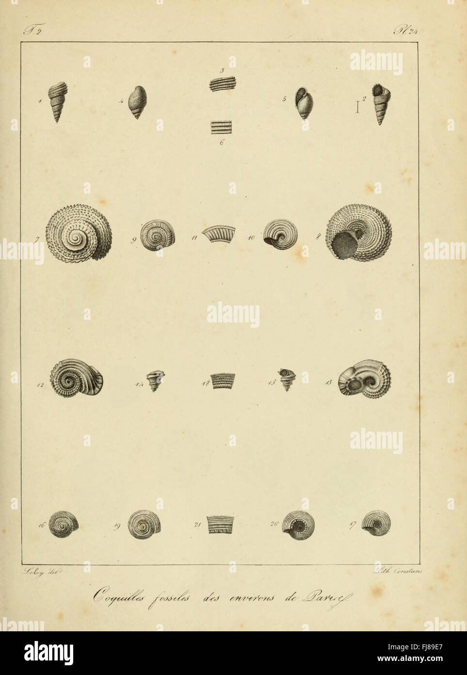 A detailed description of fossilized shells from the Paris Basin Stock ...