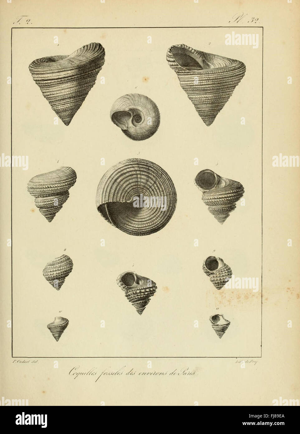 A description of fossil shells found in the Paris region, providing ...