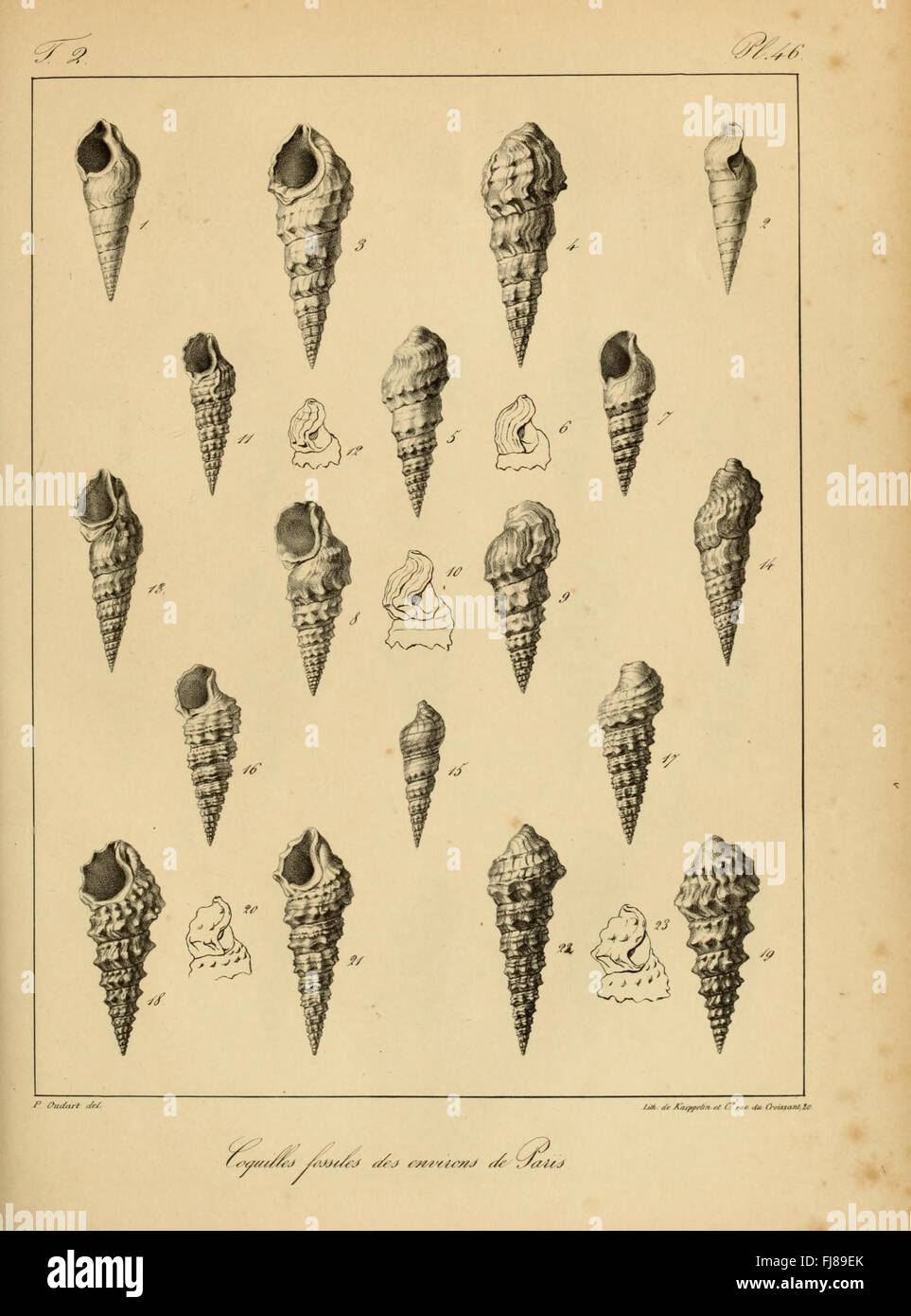 Description des coquilles fossiles des environs de Paris, Bivalves ...