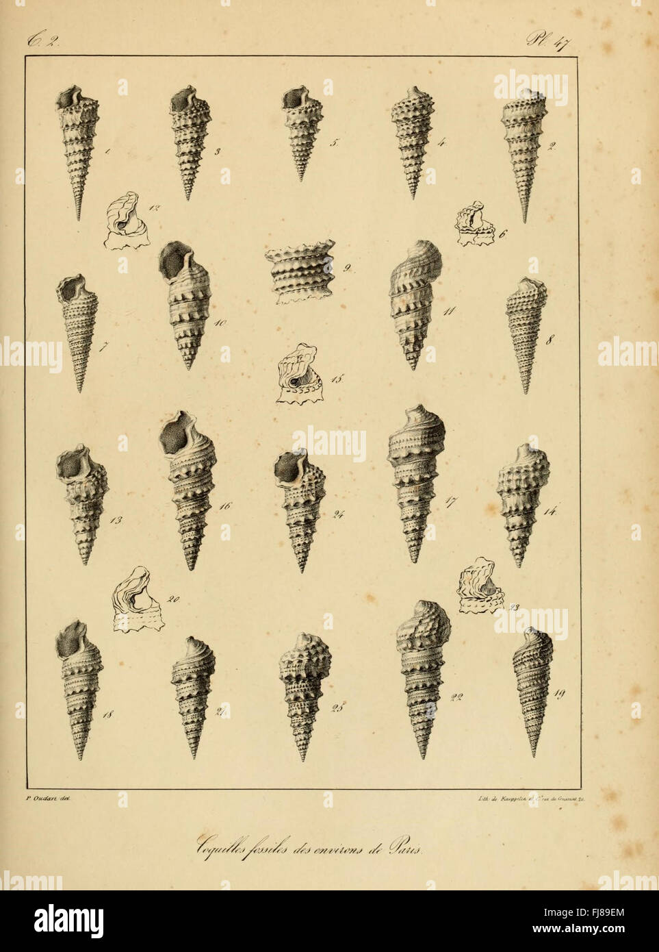 Sedimentary rocks shells hi-res stock photography and images - Alamy