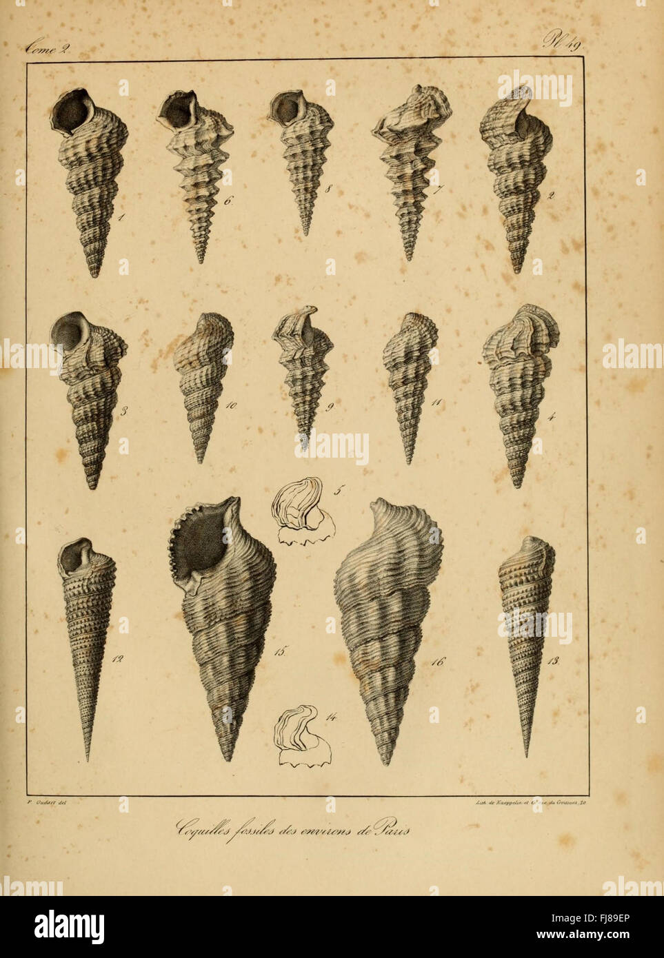 Collection of fossilized shells hi-res stock photography and images - Alamy