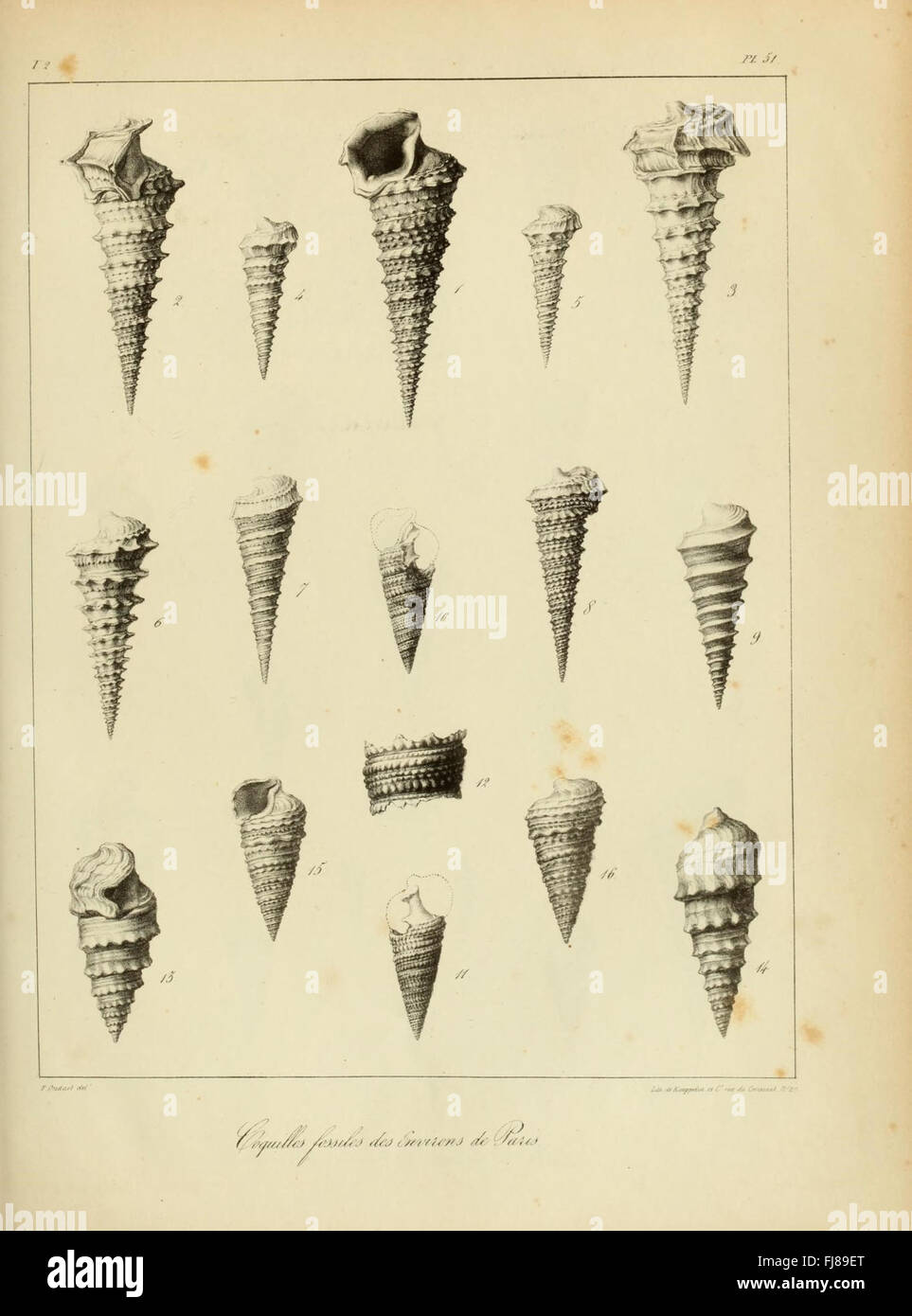 Fossil shell illustrations hi-res stock photography and images - Alamy