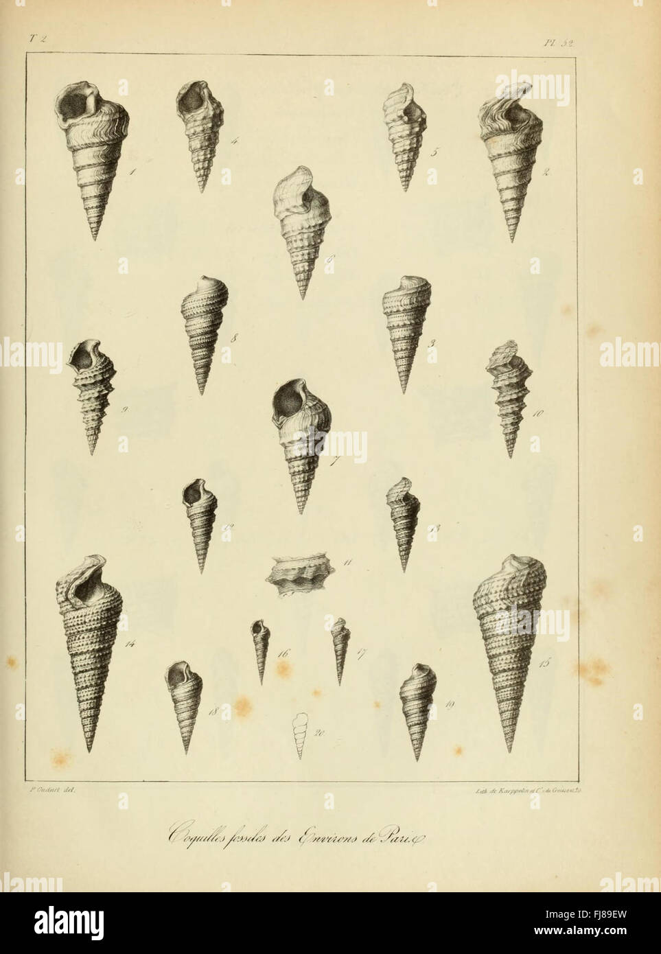 A detailed description of fossilized shells from the Paris Basin ...