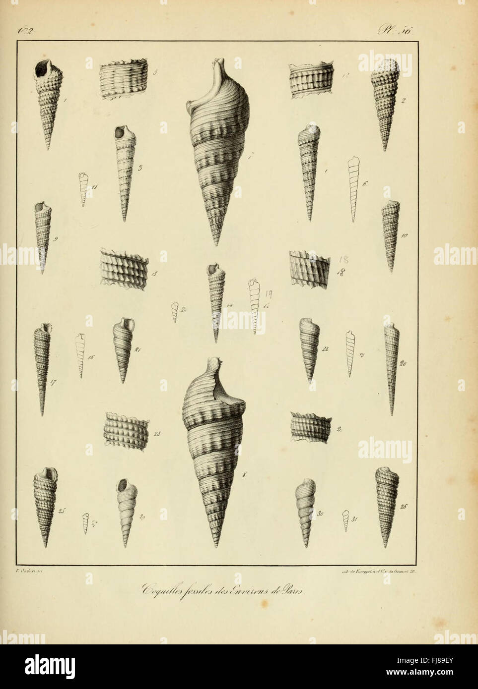 Focus on educational exploration of marine biodiversity hi-res stock ...