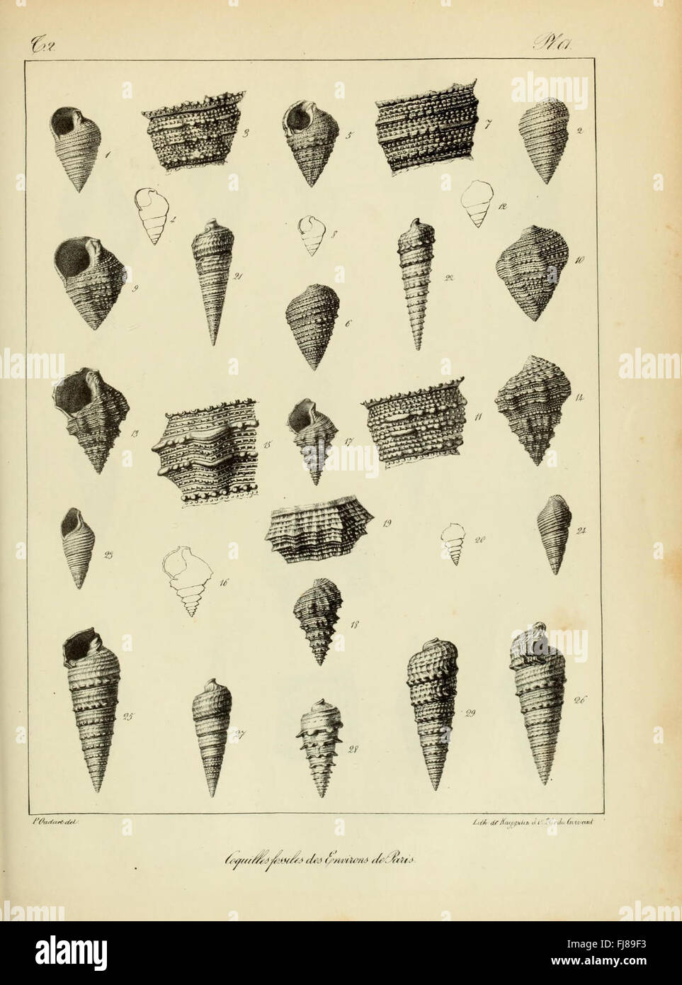 A detailed description of fossilized shells from the Paris Basin ...