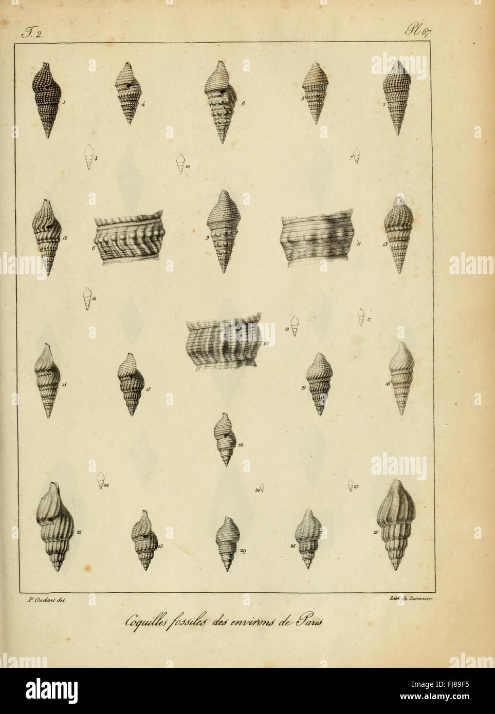 An in-depth description of fossil bivalves from the Paris Basin, a ...