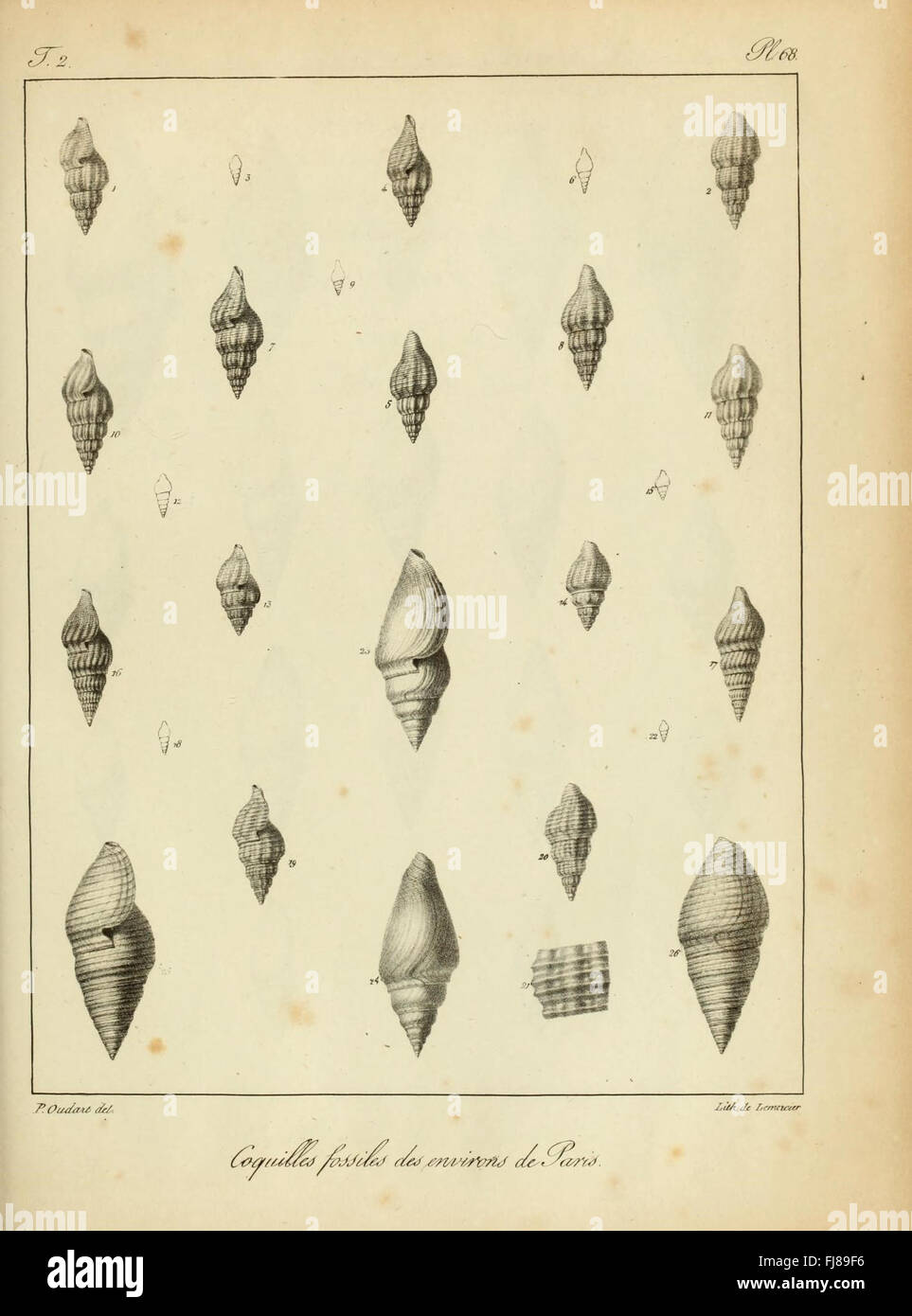 Description des Coquilles Fossiles des Environs de Paris, Bivalves ...