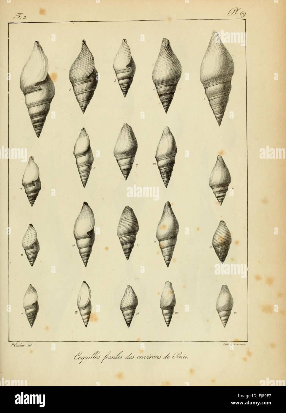 A fossil shell study from the Paris Basin, describing and illustrating ...