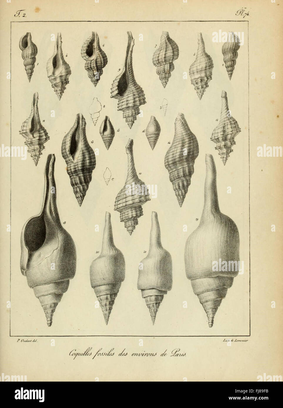 Illustration from 'Description des Coquilles Fossiles' showcasing ...