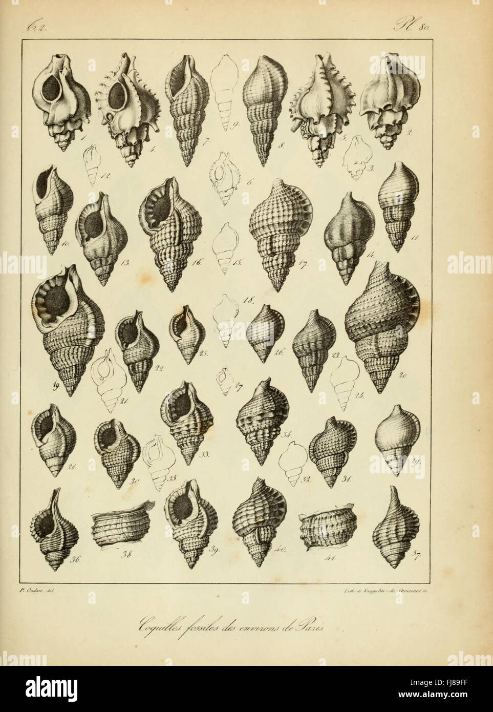 Fossil species classification hi-res stock photography and images - Alamy