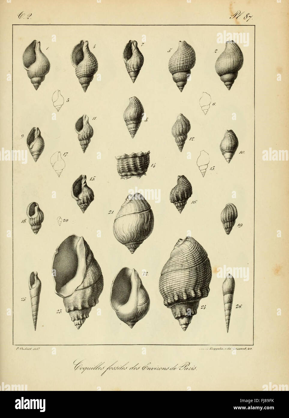 A detailed description and illustration of fossil shells from the Paris ...