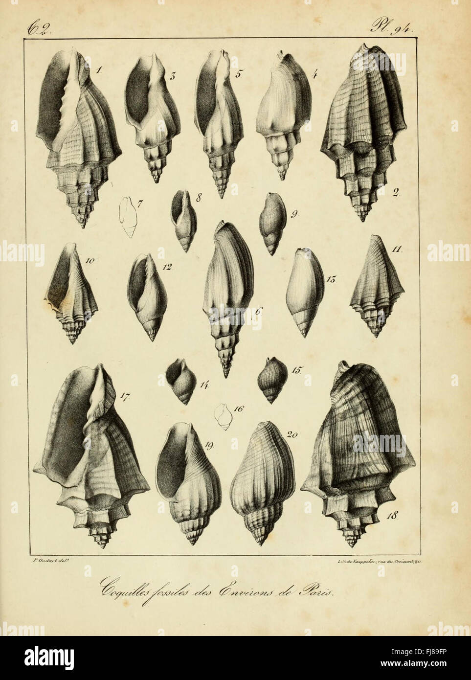 A description of fossil shells from the Paris Basin, focusing on ...