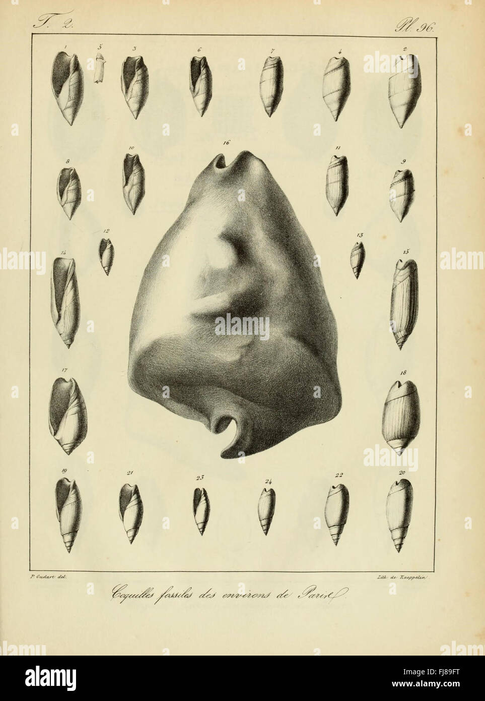 A description of fossilized bivalve shells from the Paris Basin ...