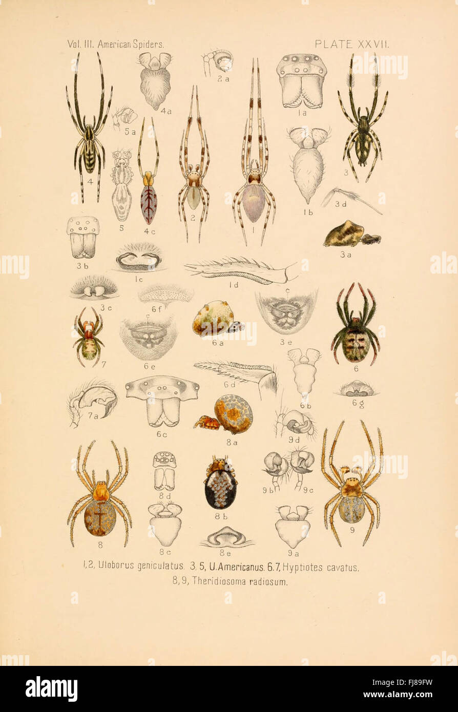 A study of American spiders and their web-building behaviors, including ...