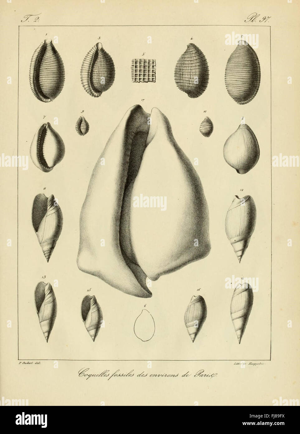 An in-depth description of fossil bivalves from the Paris Basin ...