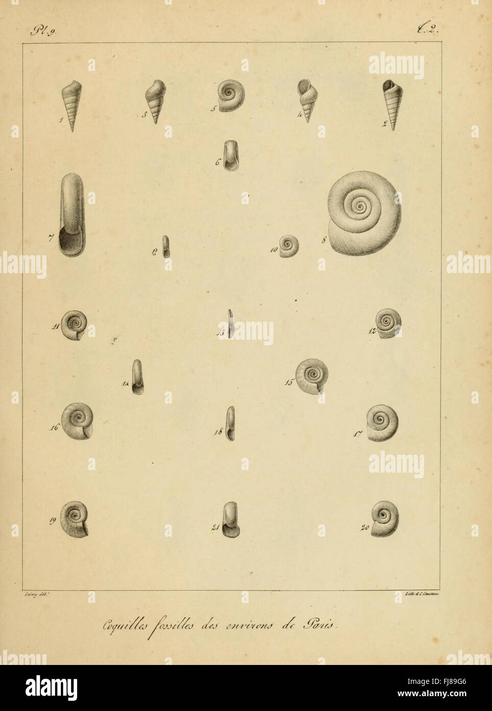 Description of fossil shells from the Paris region, Bivalves, Fossil ...
