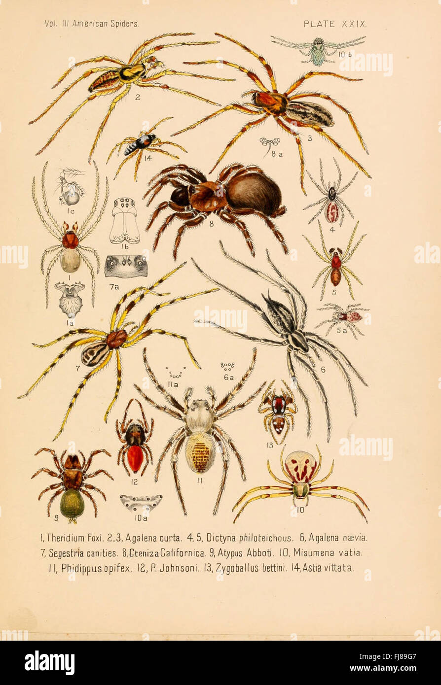 American spiders hi-res stock photography and images - Alamy