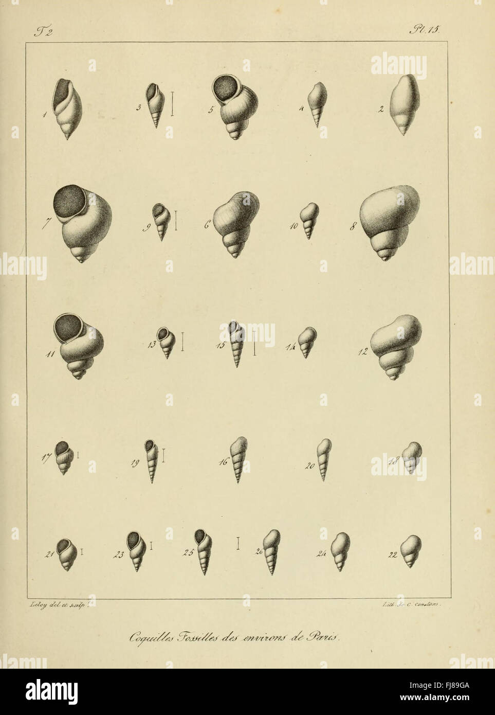 A scientific description of fossilized bivalves from the Paris Basin ...
