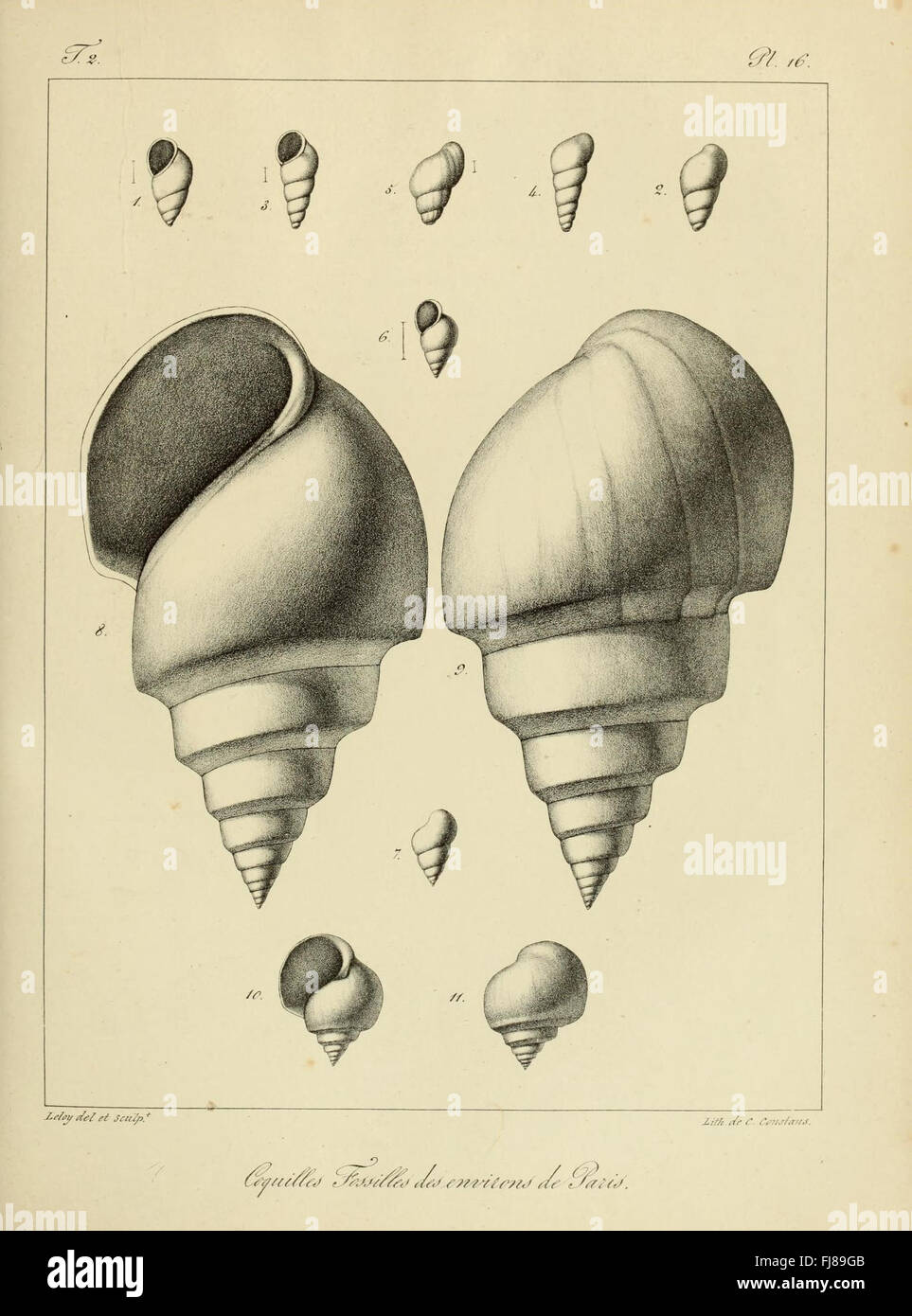 A detailed description of fossil shells from the Paris Basin ...