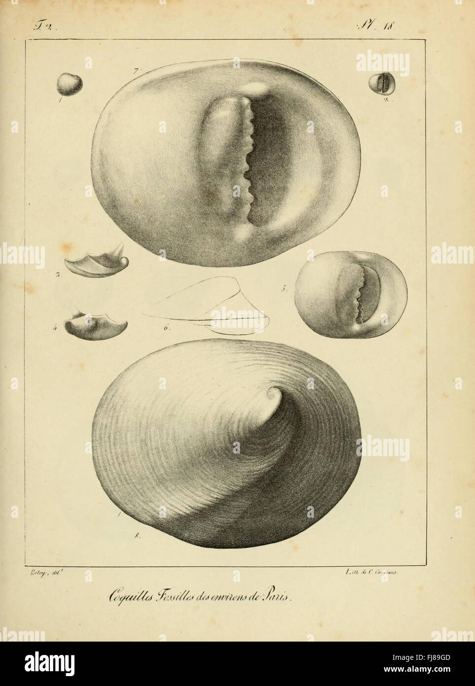 Fossils from paris hi-res stock photography and images - Alamy