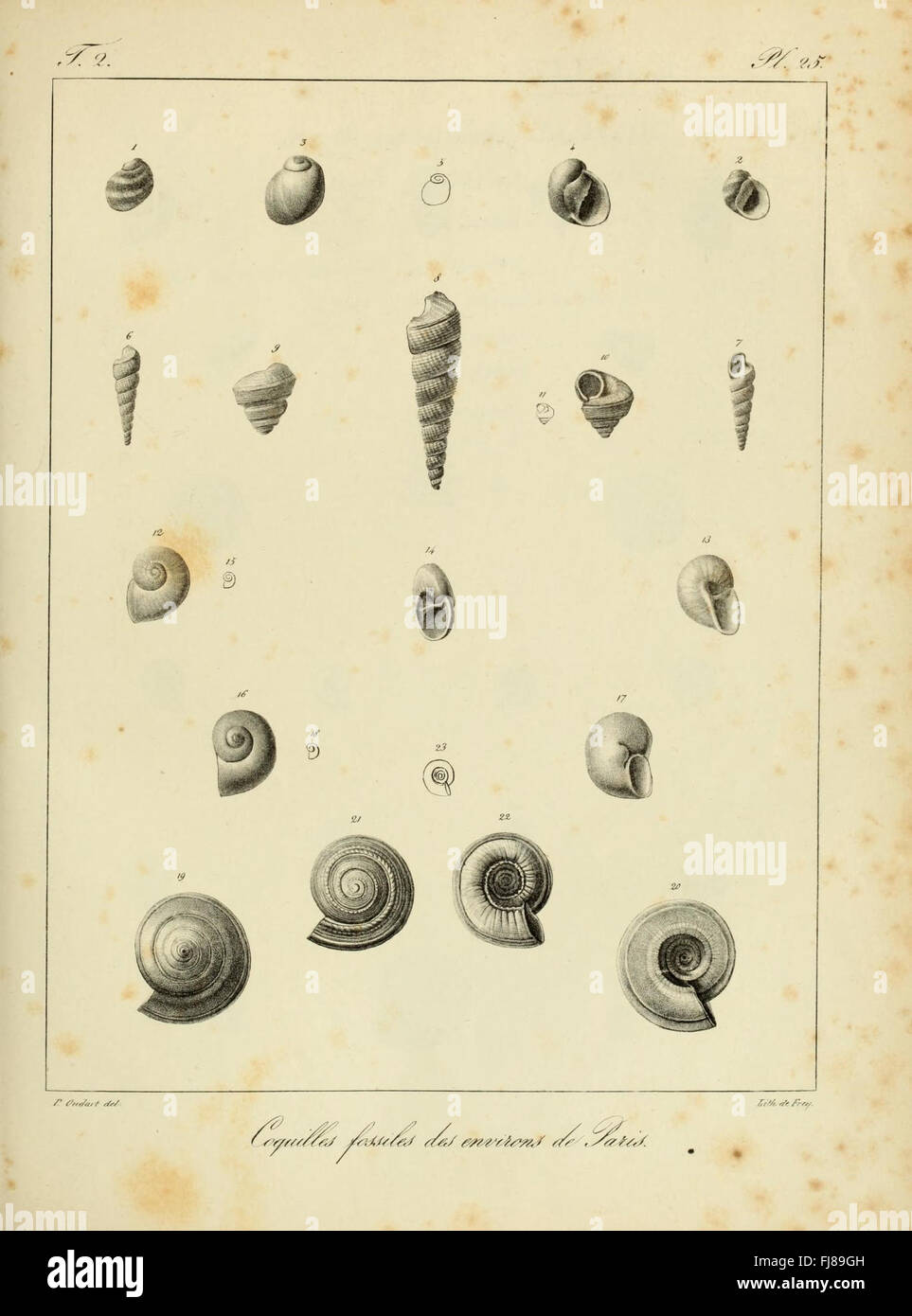 An illustration and description of fossil shells from the Paris Basin ...
