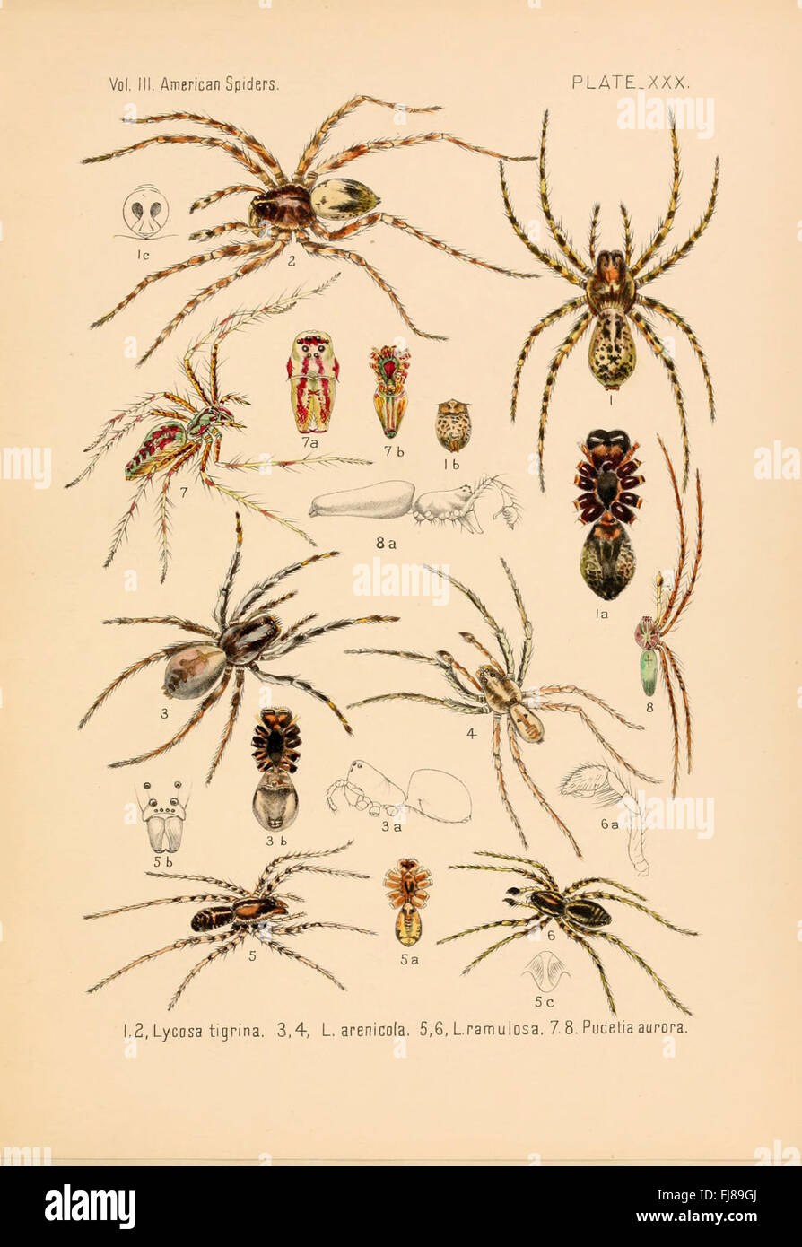 American Spiders and Their Spinningwork, documenting various spider ...