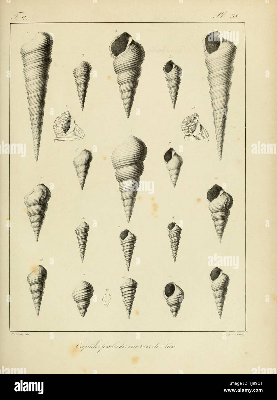 A fossil mollusk study from the Paris Basin, focusing on bivalve ...