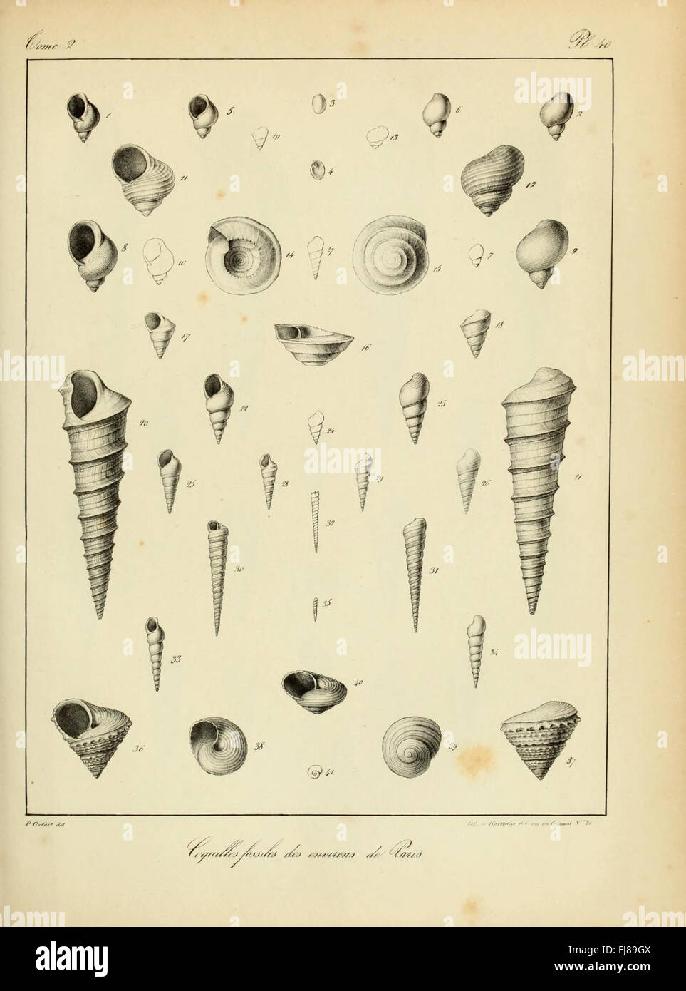 Description des coquilles fossiles des environs de Paris - Fossil ...