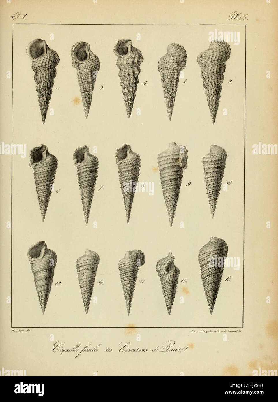 Description of Fossil Shells Found Near Paris, Bivalves, Fossil ...
