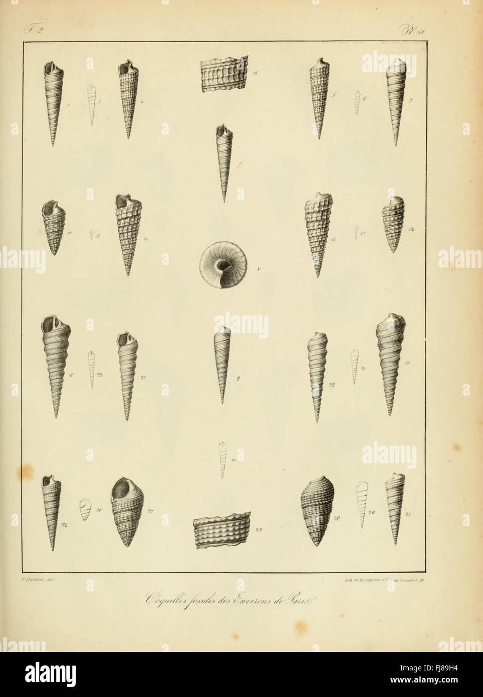 Geological identification classification hi-res stock photography and ...