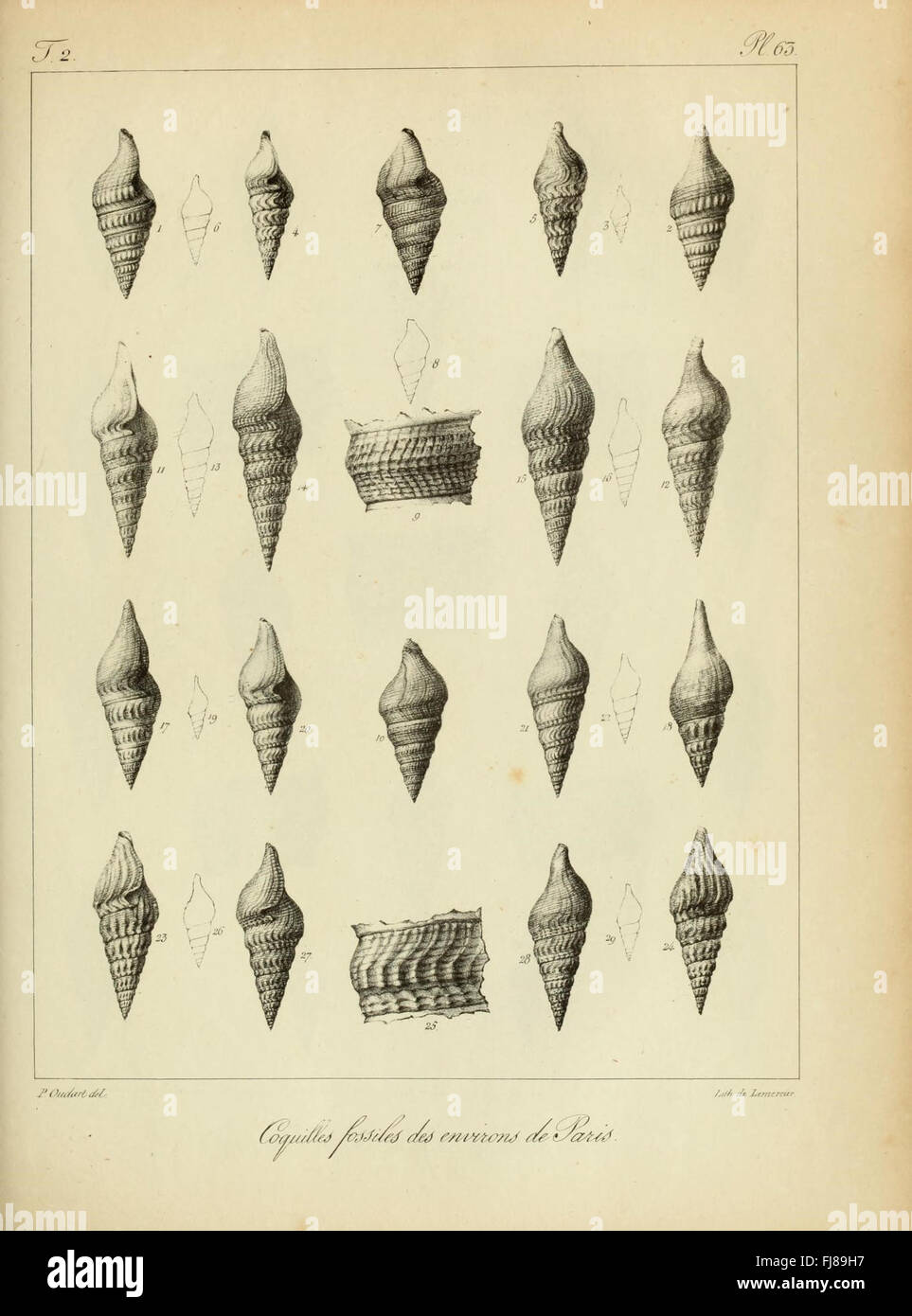 A detailed description of fossilized bivalve shells from the Paris ...