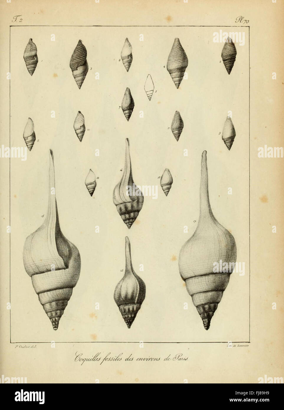 A detailed description and illustration of fossil shells from the Paris ...