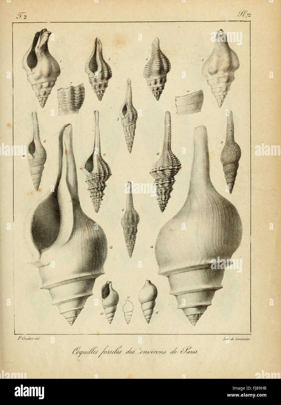 Emphasis on scientific documentation hi-res stock photography and ...