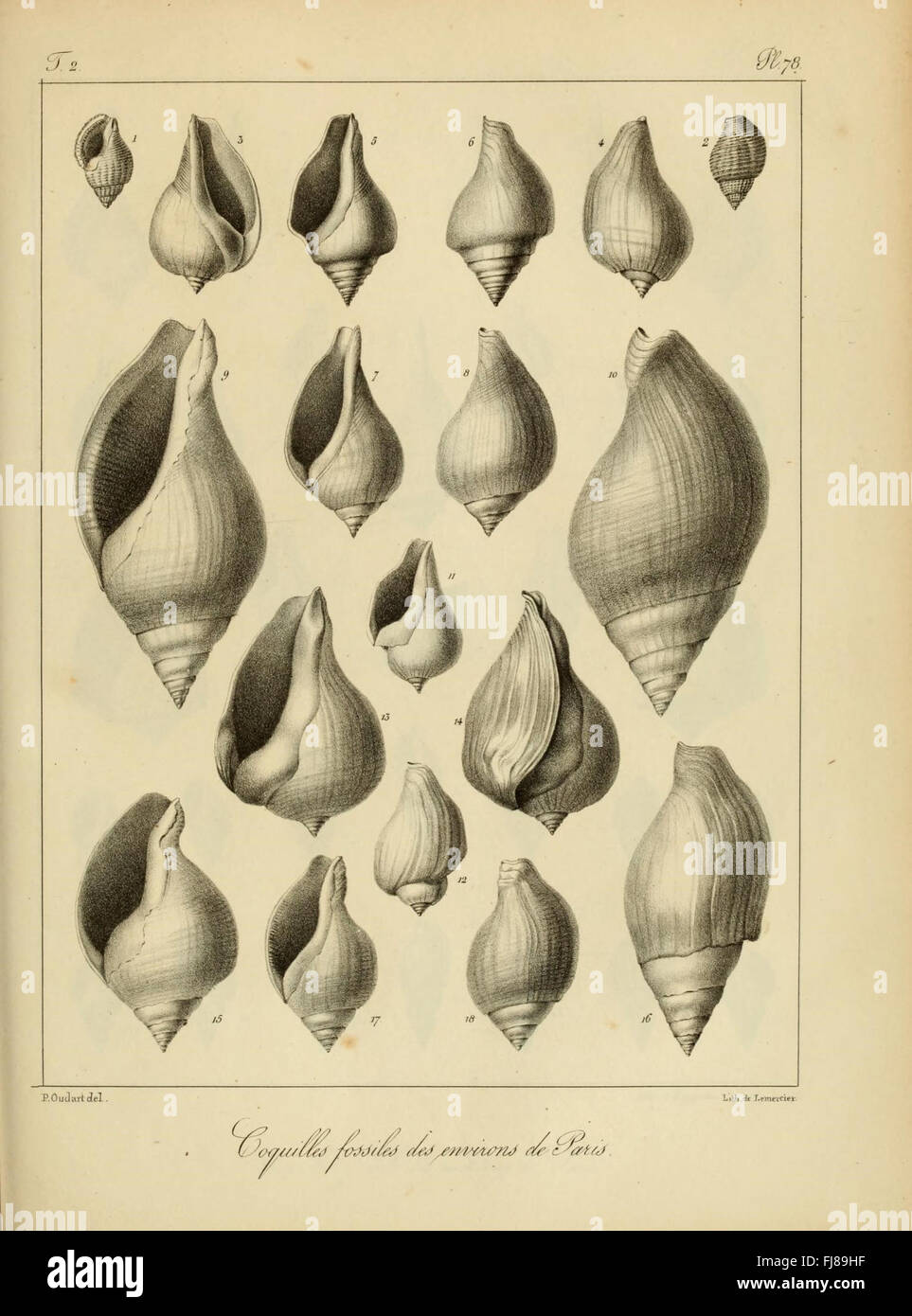A detailed catalog of fossilized shells from the Paris Basin, offering ...