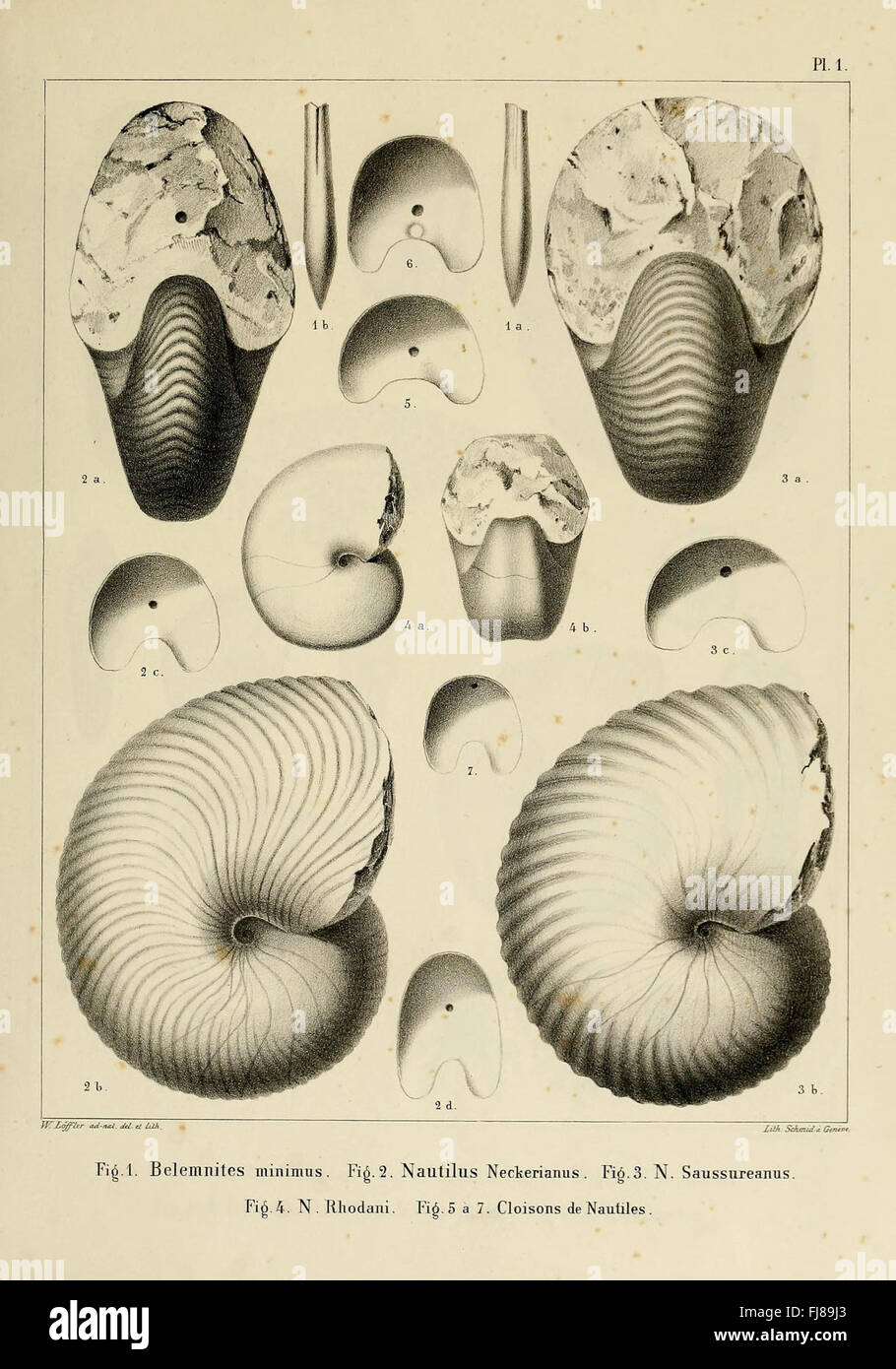 Fossil paleontology switzerland cretaceous hi-res stock photography and ...