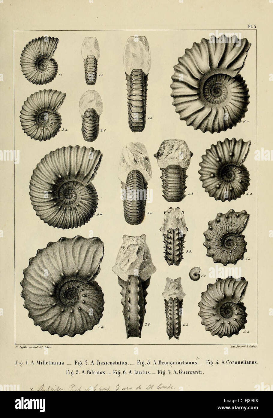 A study of fossil mollusks from the green sands around Geneva ...