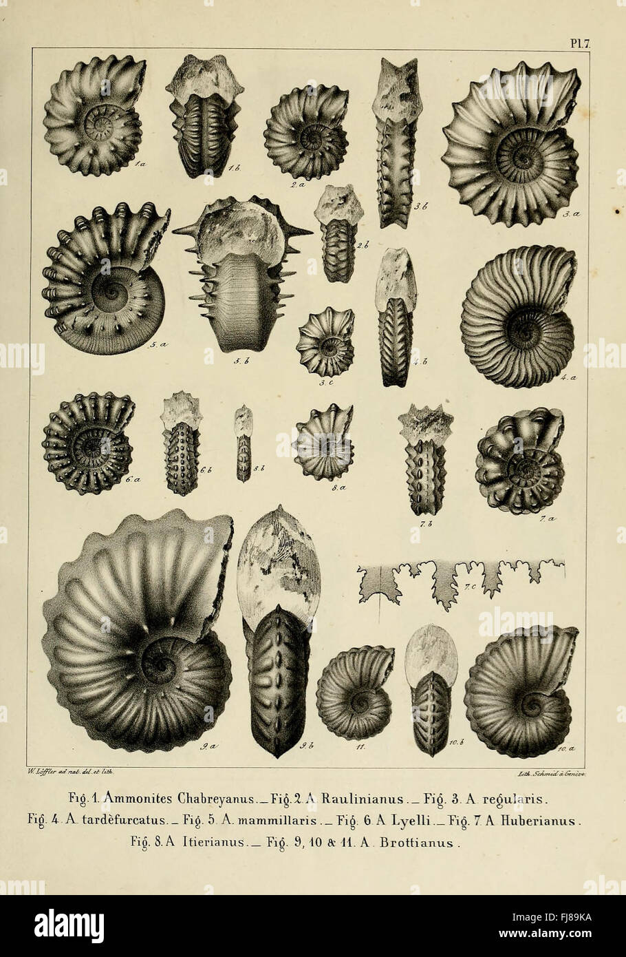 A description of fossil mollusks found in the green sands near Geneva ...