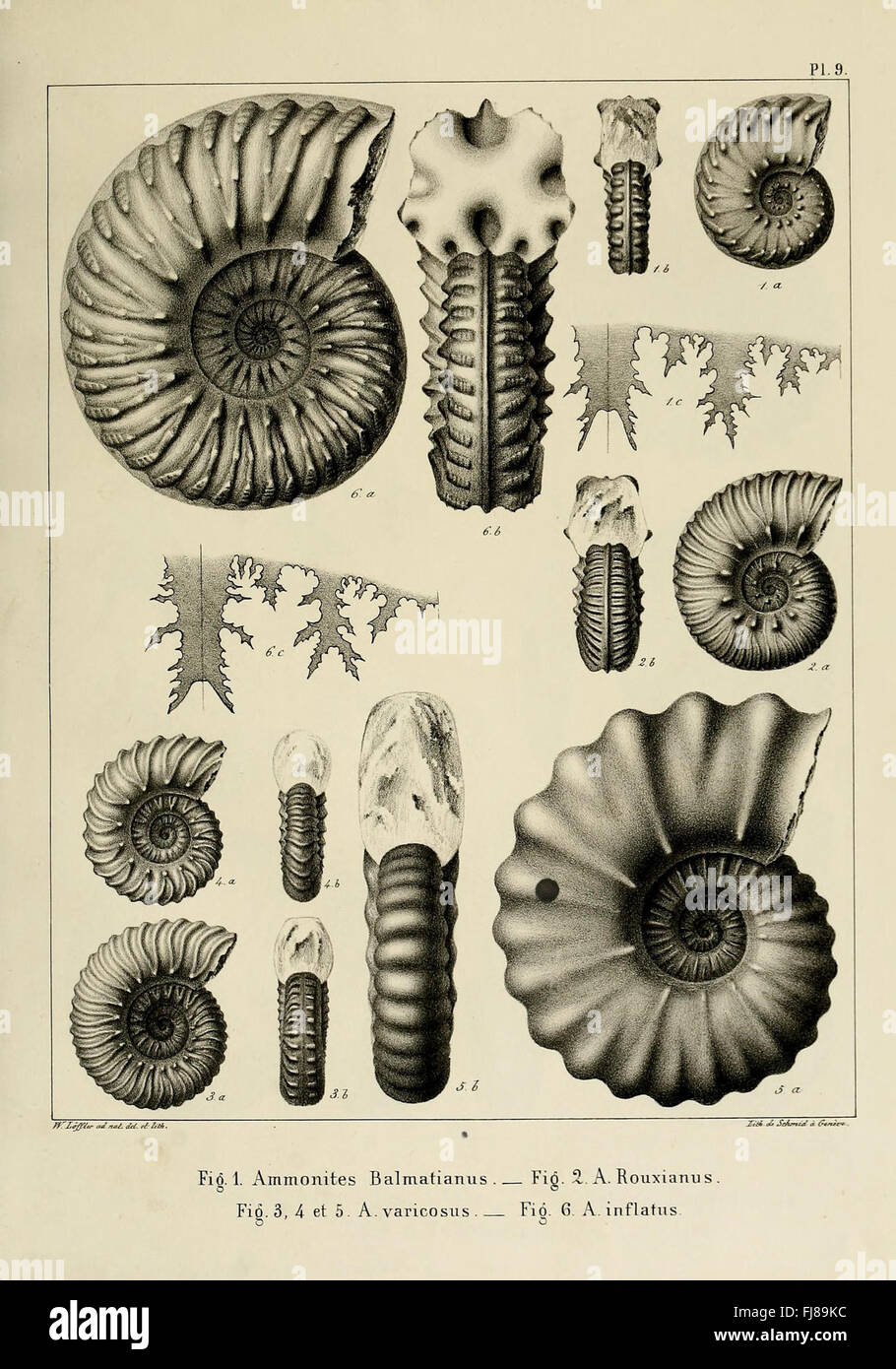Description of Fossil Mollusks Found in the Green Sands Near Geneva ...
