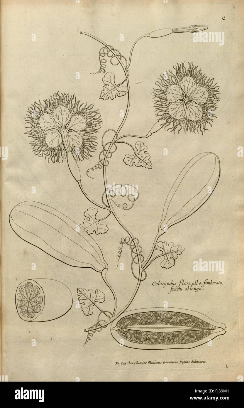 A botanical description of plants found in the Americas Stock Photo - Alamy