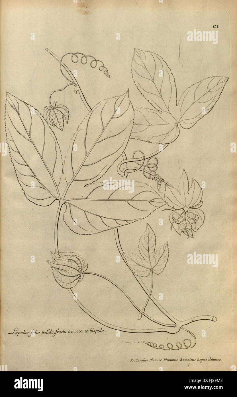 A botanical description of plants found in the Americas, focusing on ...