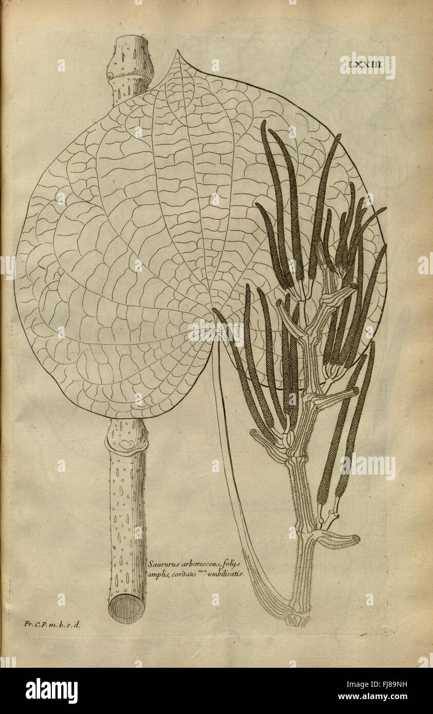 A botanical description of plants from the Americas, focusing on the ...